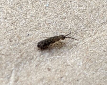 Springtails: A Surprising Cannabis Pest | Grow Weed Easy