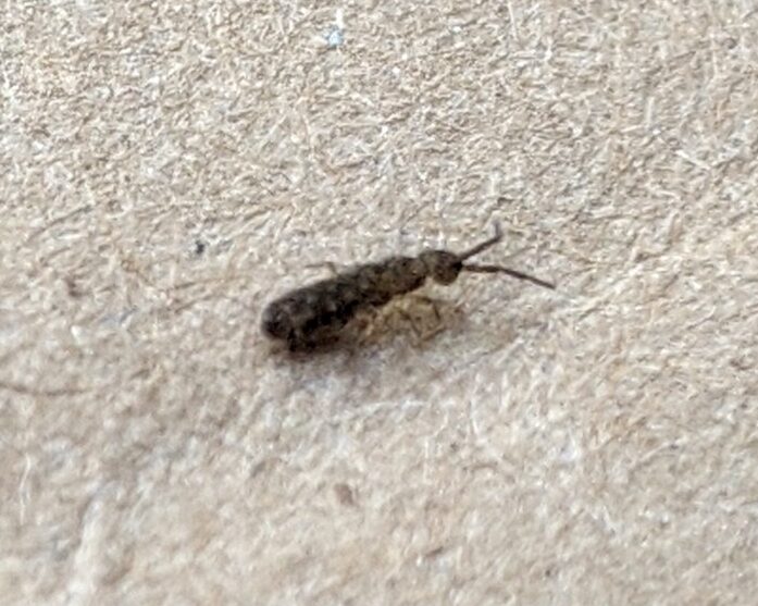 Springtails: A Surprising Cannabis Pest | Grow Weed Easy