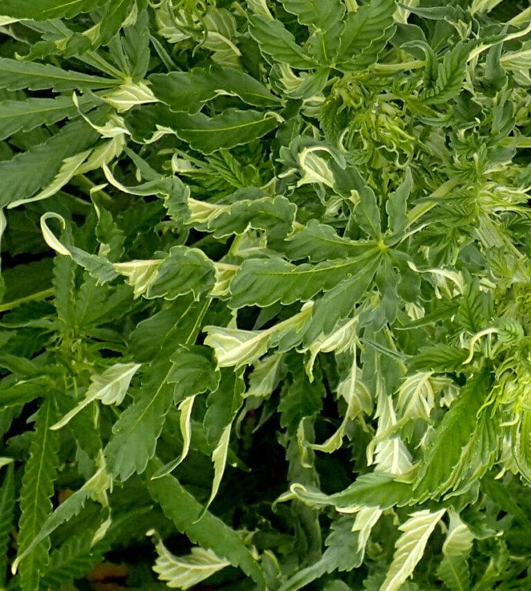 Beet Curly Top Virus | Grow Weed Easy