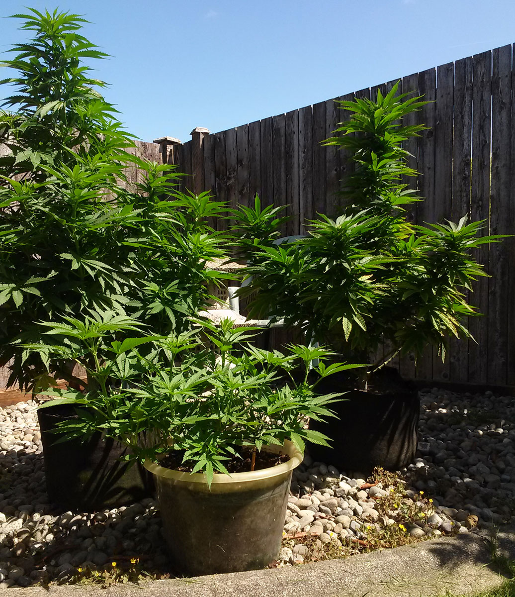 Marijuana Above Ground Garden RYOT's Guide To Growing Cannabis On A