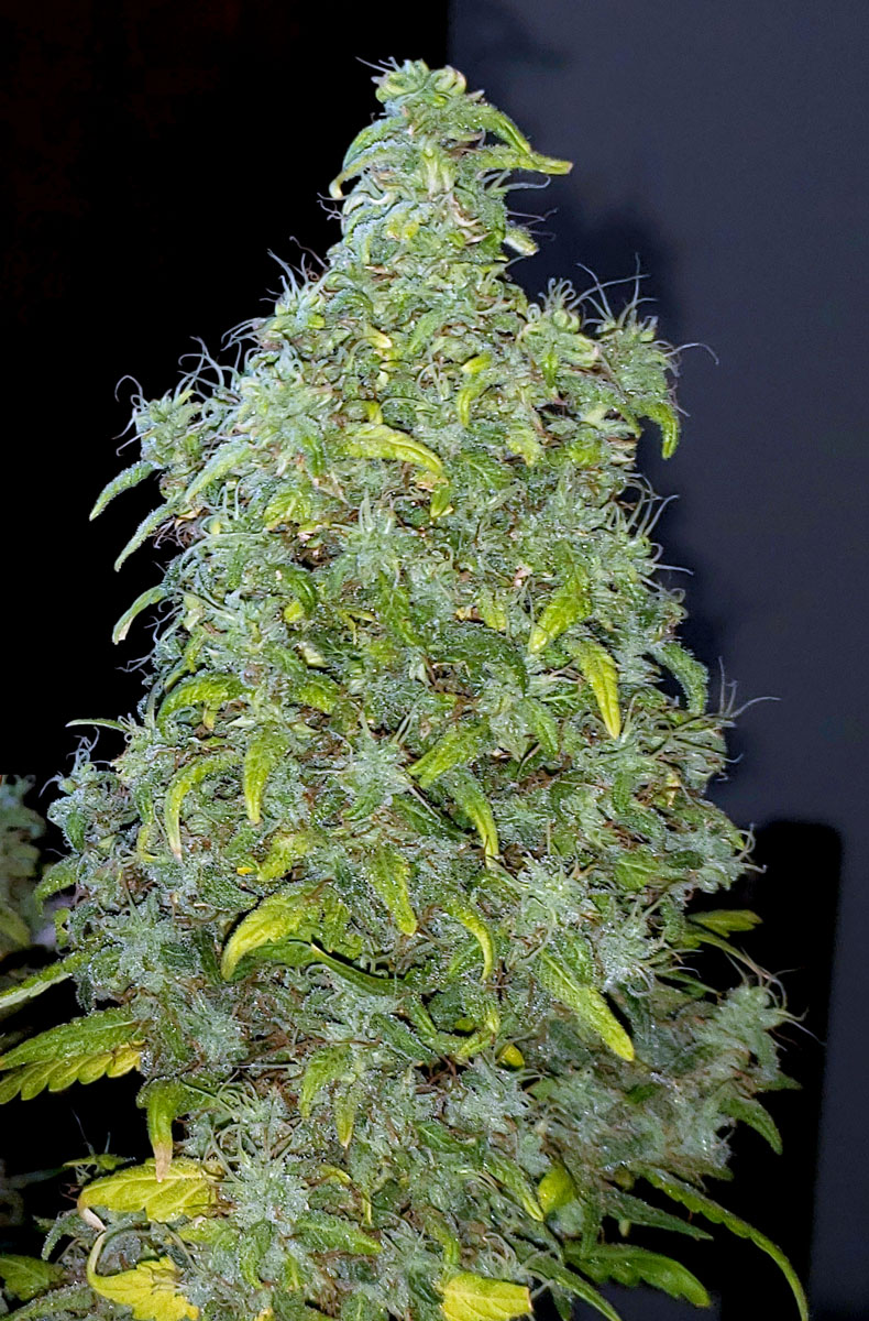 What are Triploid Cannabis Strains & Should Growers Care? | Grow Weed Easy