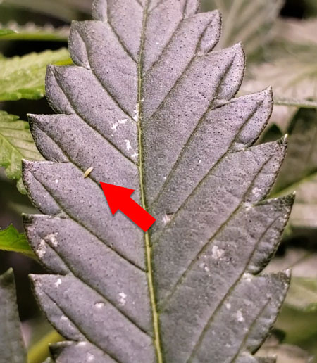 Thrips & Cannabis - How to Identify & Get Rid of It Quickly!