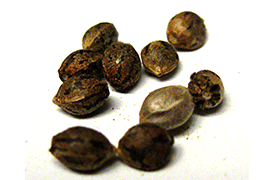 Cannabis Defoliation Tutorial: How to Increase Yields by Removing ...