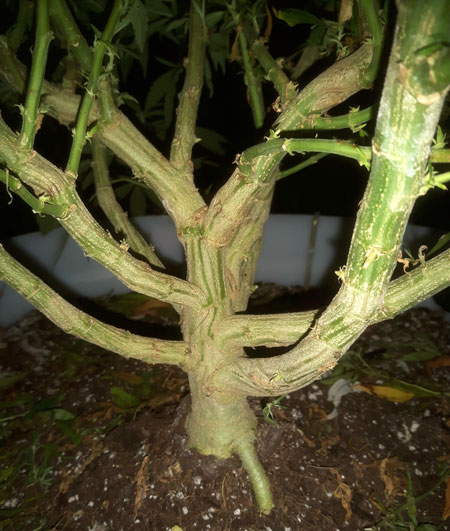 Topping vs FIMing Cannabis - Instruction Guide | Grow Weed Easy