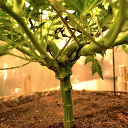 "Fimming" Cannabis: The Secret to a Bigger Harvest? | Grow Weed Easy