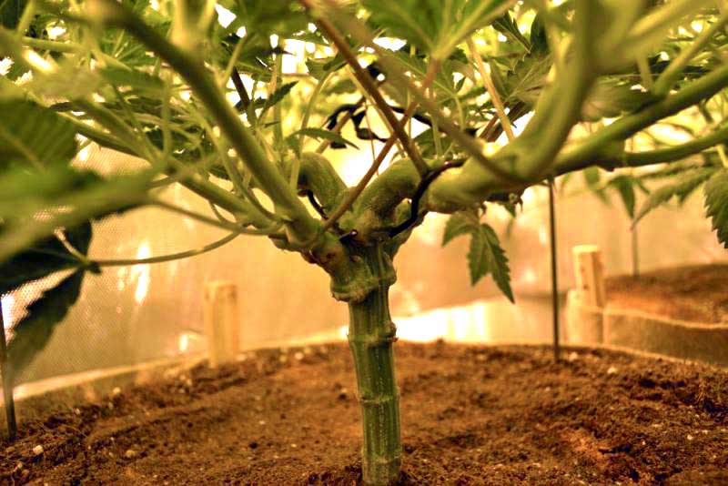 "Fimming" Cannabis: The Secret to a Bigger Harvest? | Grow Weed Easy