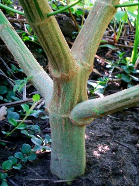 "Fimming" Cannabis: The Secret to a Bigger Harvest? | Grow Weed Easy