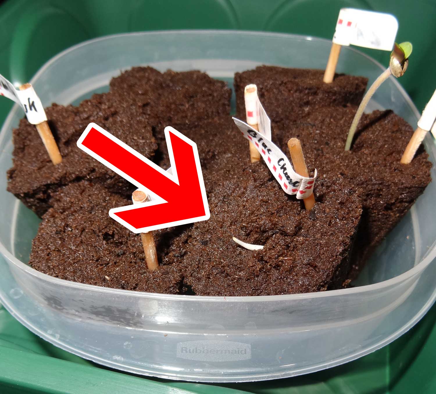 Seedling is growing upside down, taproot above the soil! | Grow Weed Easy