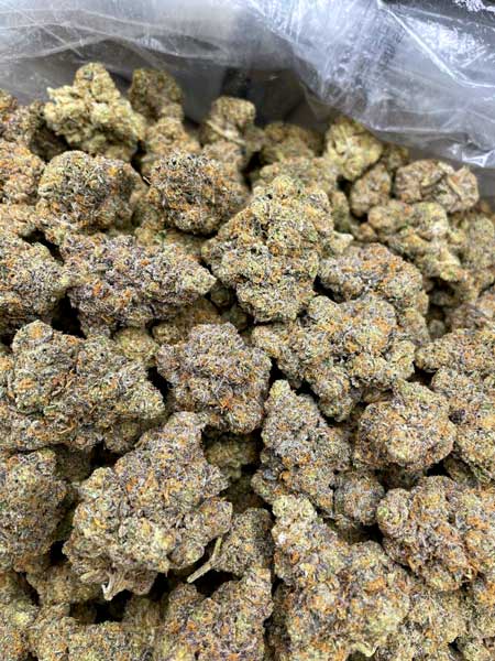 The #1 Method to Cure Buds Perfectly Every Time | Grow Weed Easy