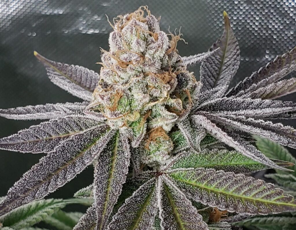 5 Quick Wins for Bigger Buds in an Indoor Setup | Grow Weed Easy