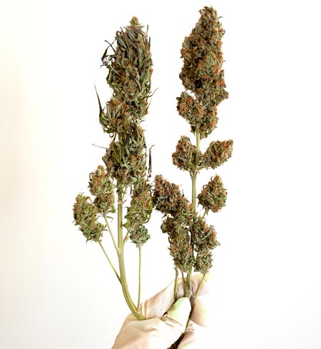 The #1 Method to Cure Buds Perfectly Every Time | Grow Weed Easy