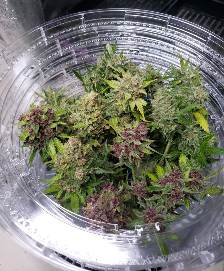 Original Guide to Drying and Curing Marijuana Buds | Grow Weed Easy