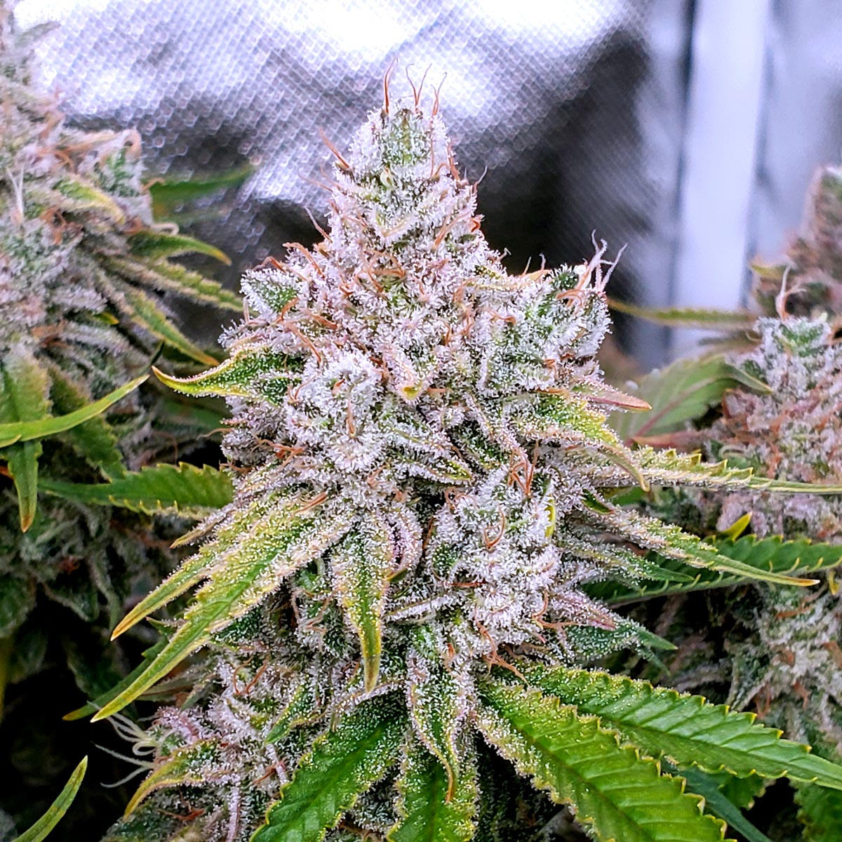 Mars Hydro TSL2000 LED Cannabis Grow Setup & Tutorial (300W LED) | Grow ...