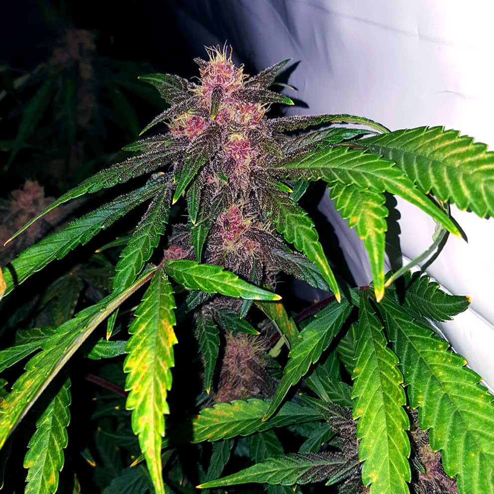5 Tips for Growing Autoflowering Cannabis Strains (Big Yields & High ...