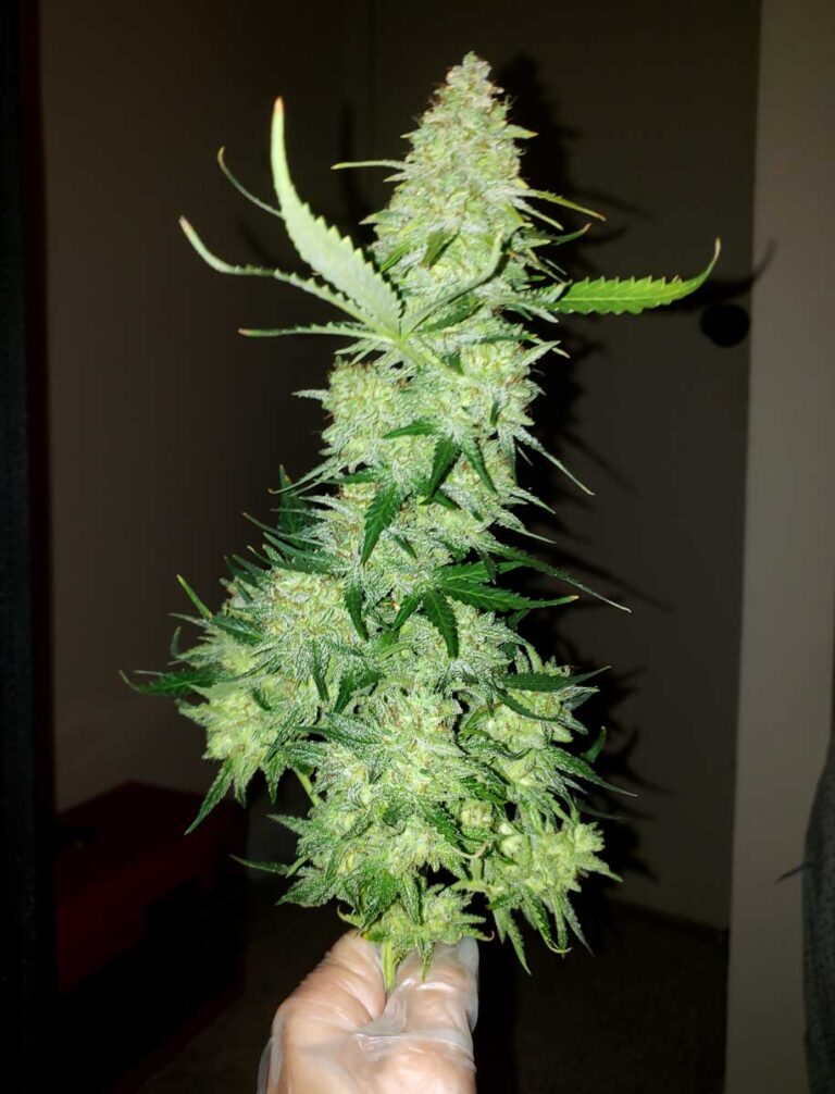 Nebula's Autoflowering Cannabis Grow Journal (Seed to Weed in 3 Months ...