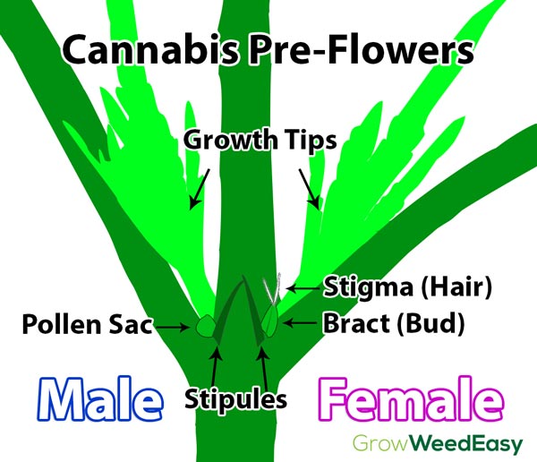 The Ultimate Guide to Sexing Cannabis Plants Before the Flowering Stage ...