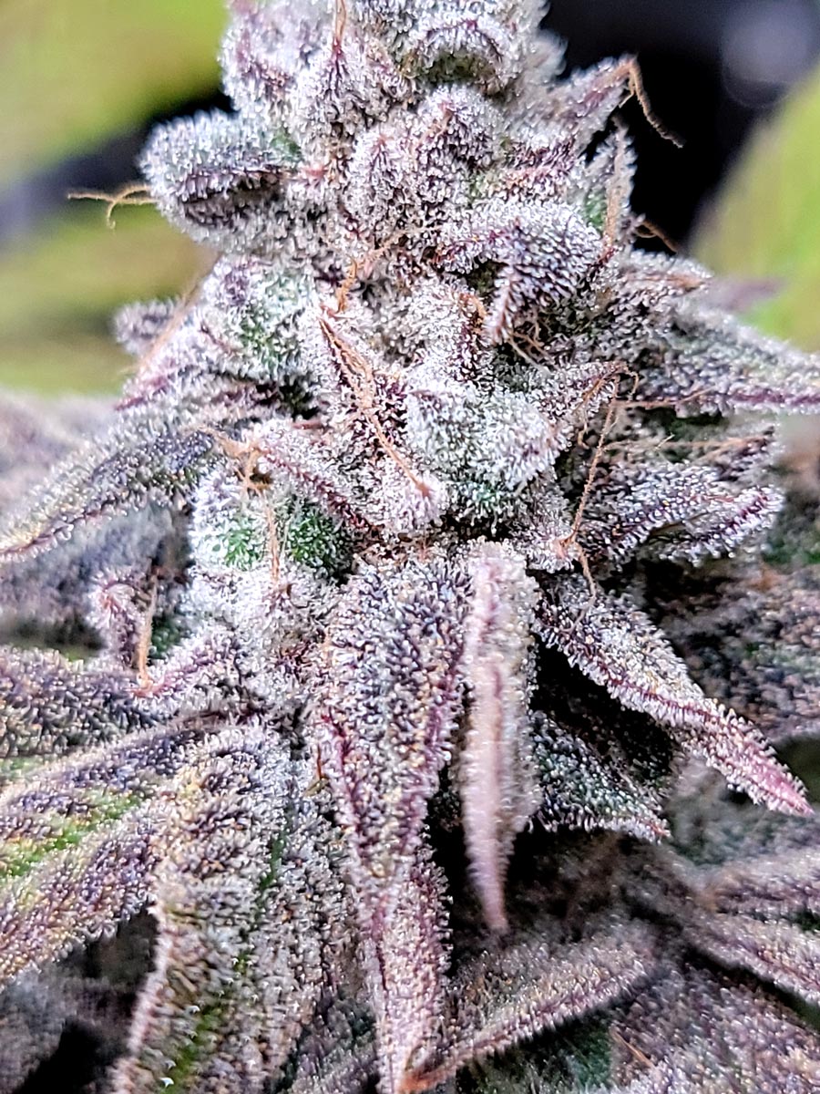 Purple Ghost Candy by Seedsman [Home Grow Strain Review] | Grow Weed Easy
